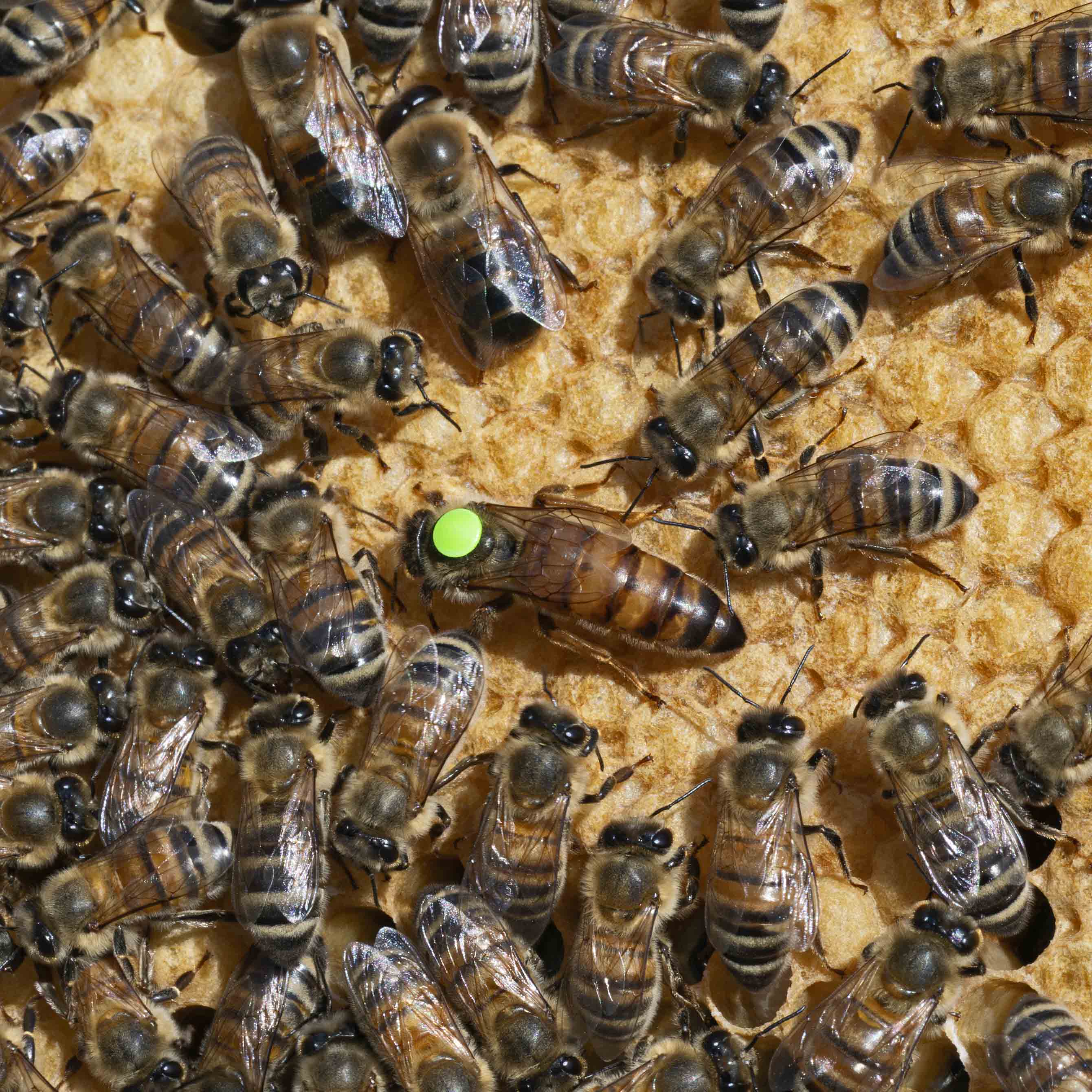 Mated Queen Bees for Sale UK - The Hive Guys™