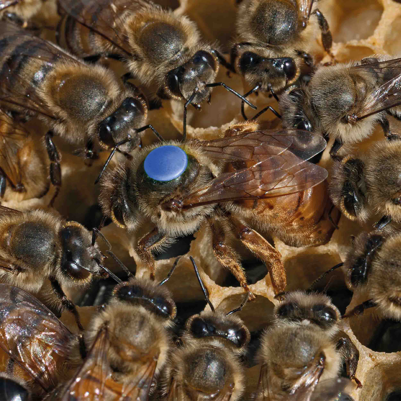 Queen Bees, Bee Hives and Nucs for Sale from The Hive Guys