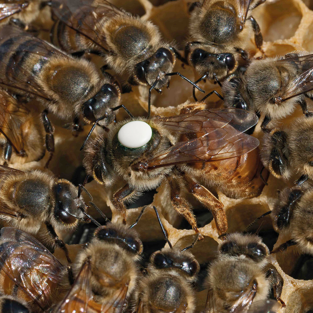 Queen Bees, Bee Hives and Nucs for Sale from The Hive Guys