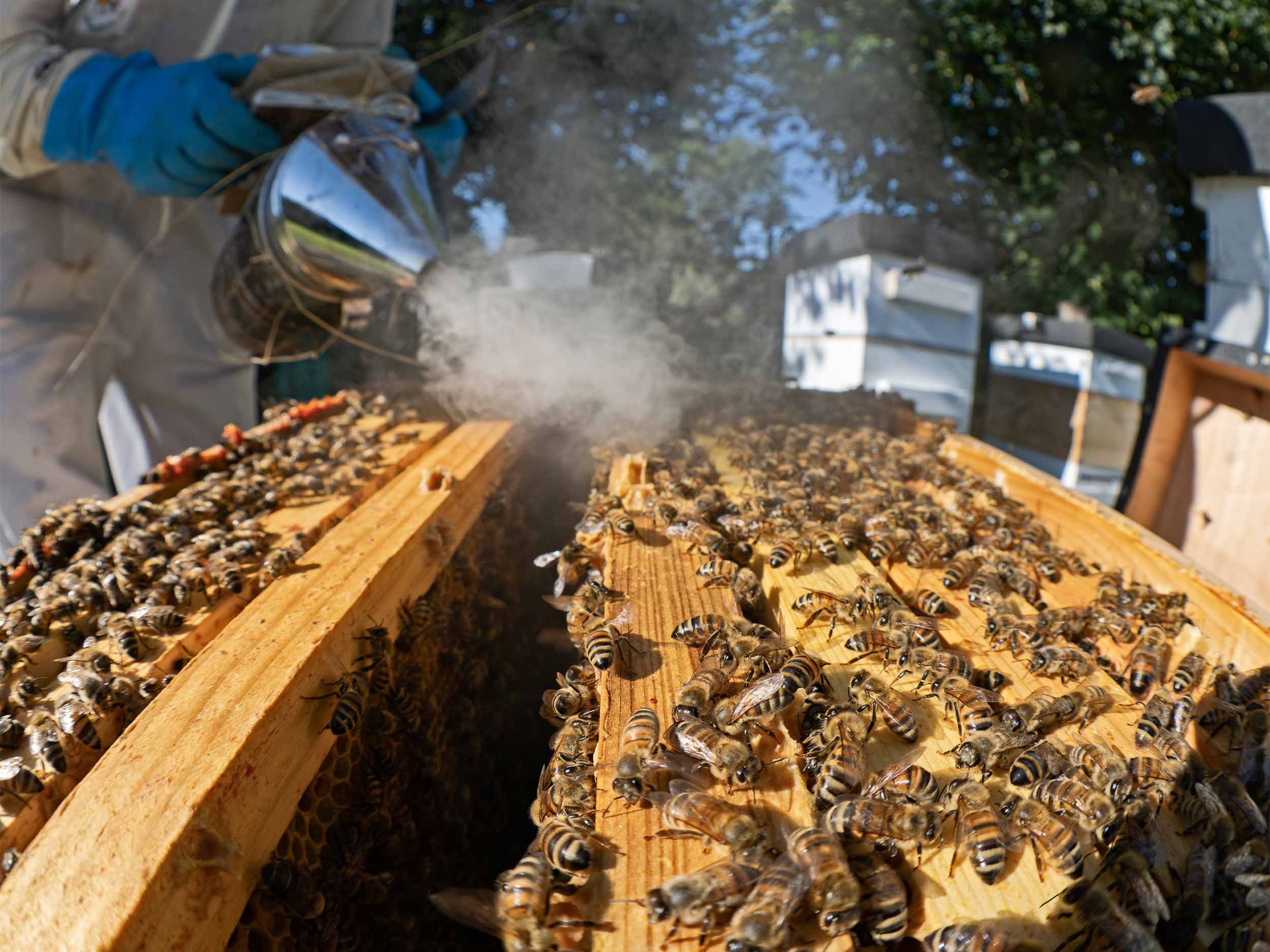 Queen Bees, Bee Hives and Nucs for Sale from The Hive Guys